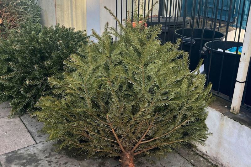 Free real Christmas tree recycling returns - Wandsworth Borough Council